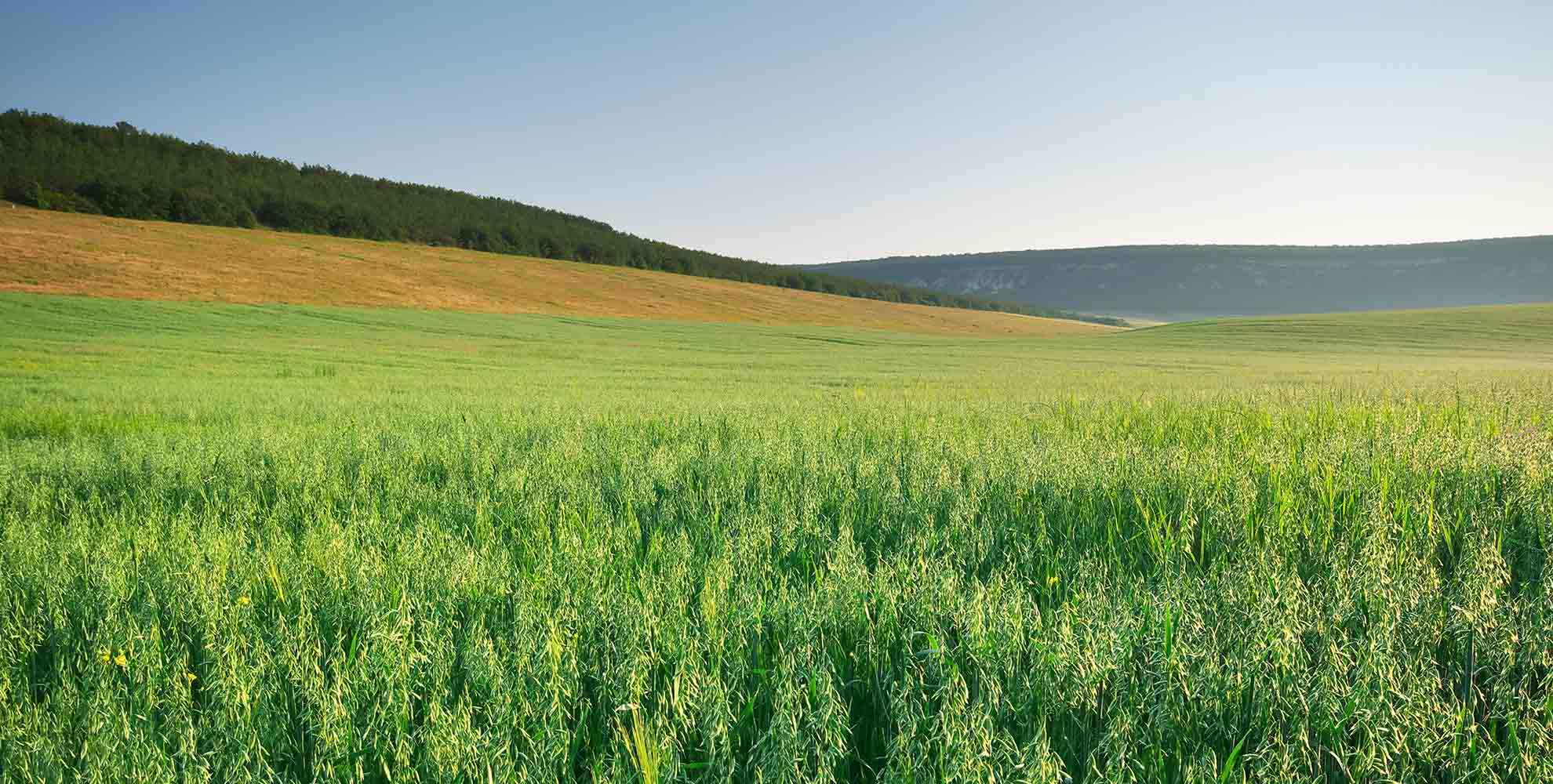 Un nouveau guide de gestion des Cultures Intermédiaires à Vocation ...