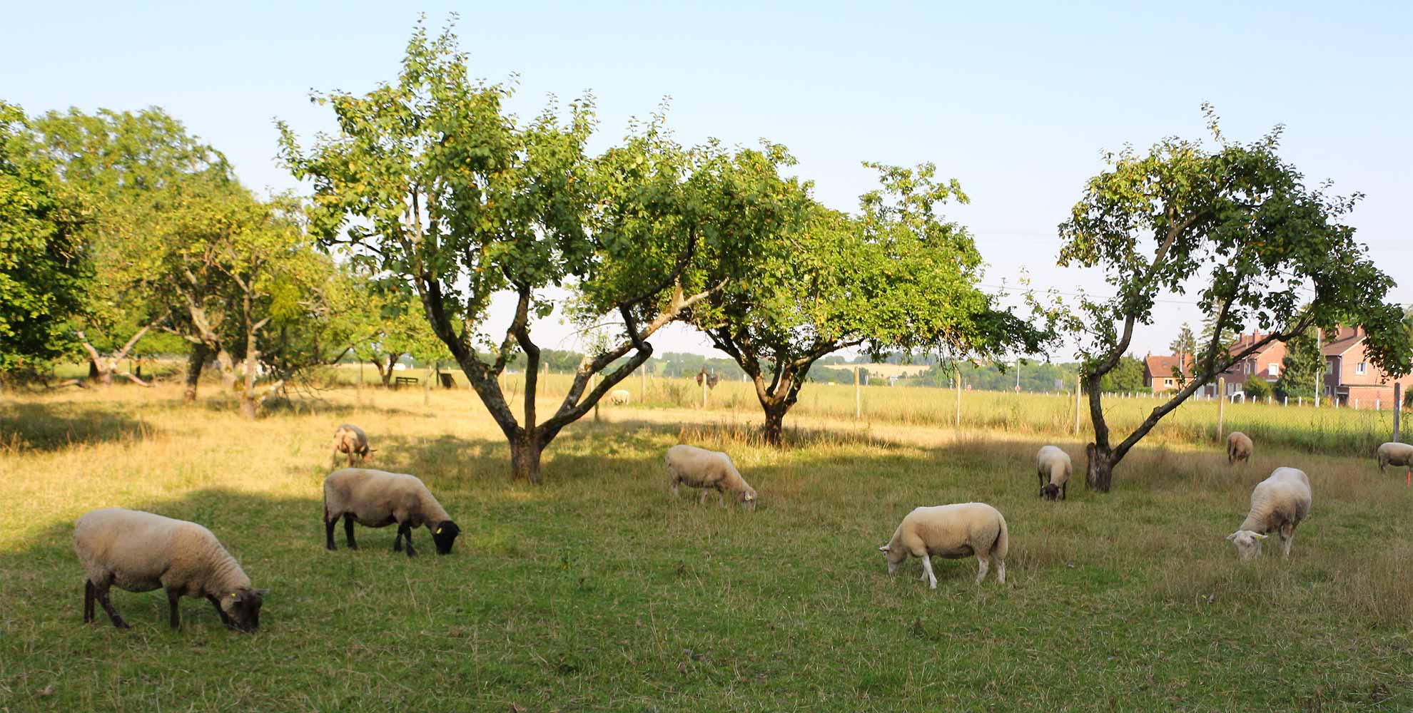 Nos formations en agronomie et productions animales | UniLaSalle